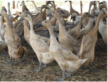 CV.SAHABAT TERNAK KEDIRI harga bebek/itik siap telur 2018-2019 ...