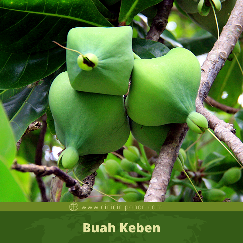 Ciri Ciri Pohon Keben / Butun (Barringtonia asiatica) Di Alam Liar ...