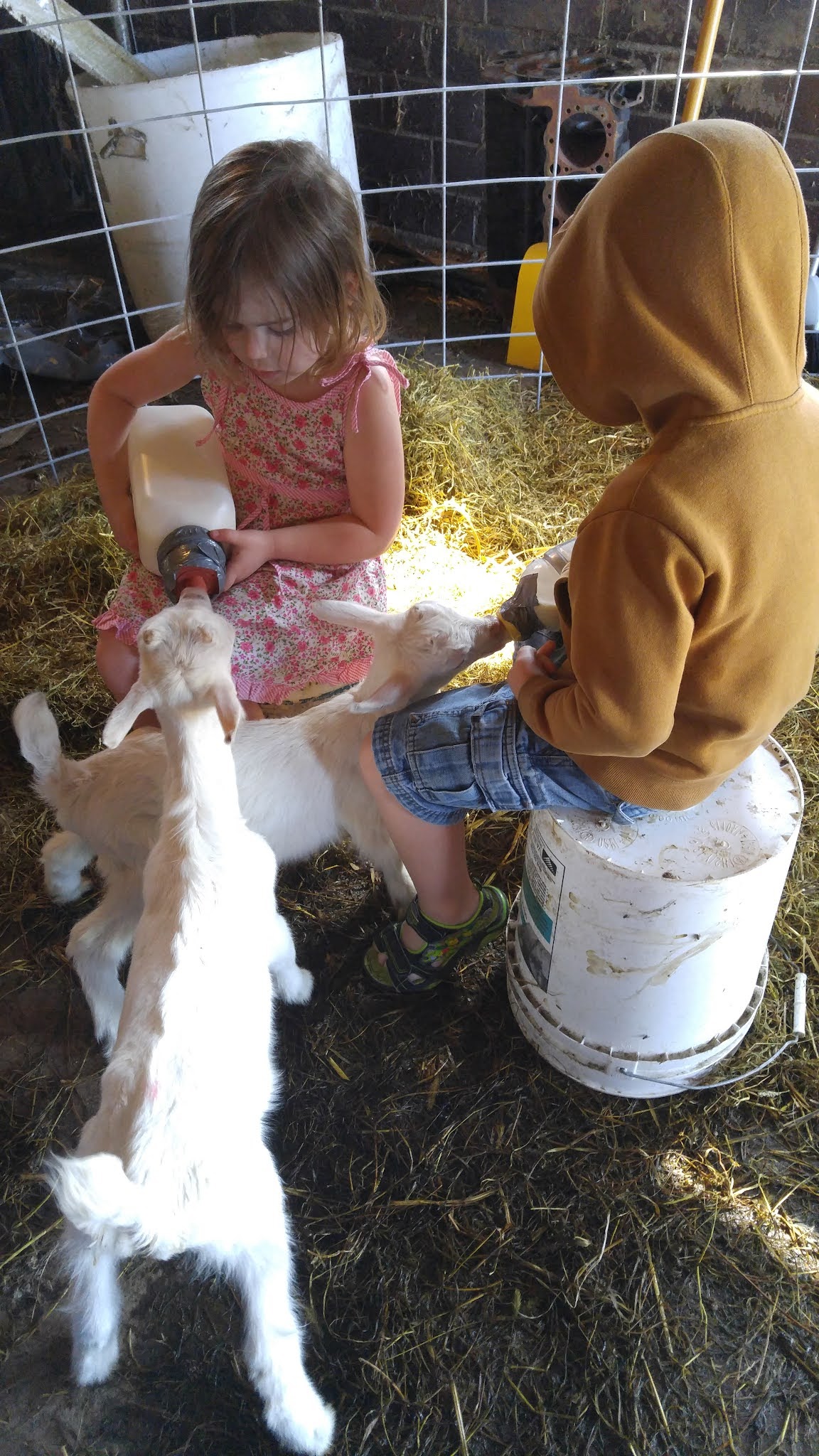 Corn, Beans, Pigs and Kids: We're raising kids who raise livestock