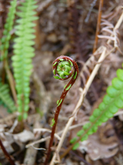 Hutton Roof's Special Ferns and More: Blechnum spicant (Hard Fern) Hutton Roof's Special Ferns and More: Blechnum spicant (Hard Fern)