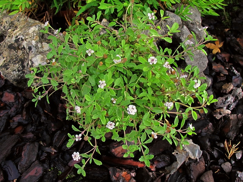 Plantas y flores: Lippia nodiflora