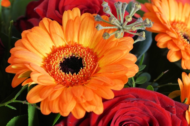 Kenali 10 Tanaman Hias Dalam Ruang Yang Menyehatkan - Heqris Workspace