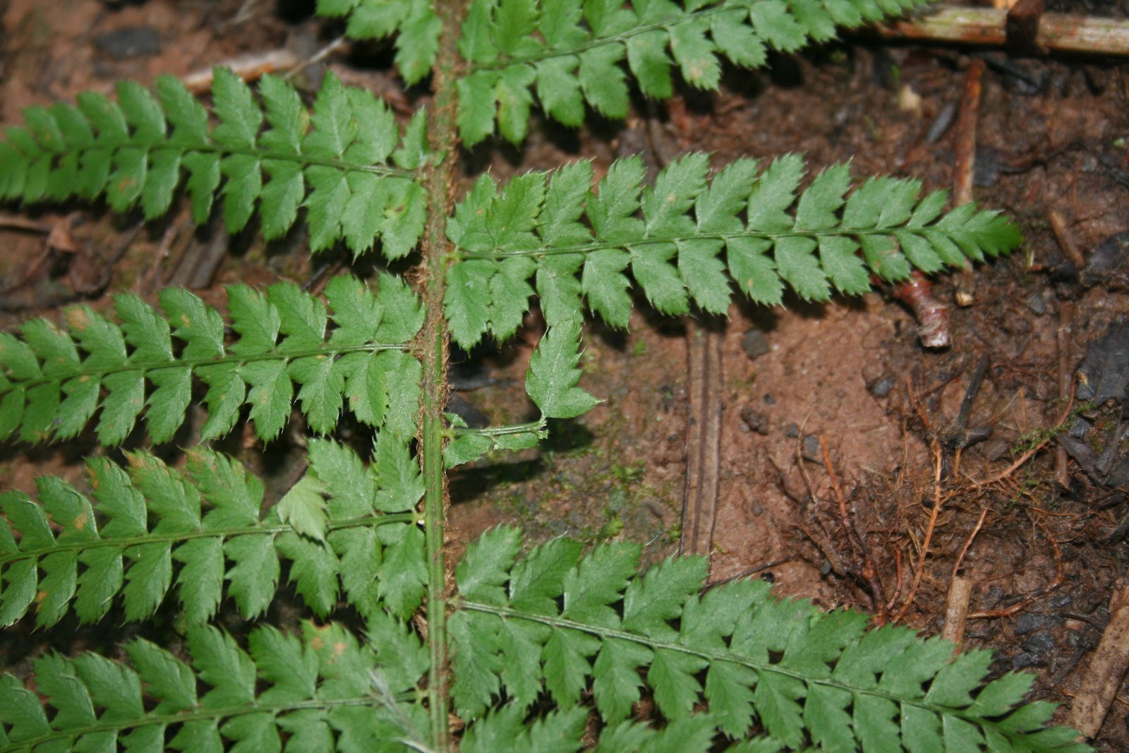 Filnore Woods Blog: Fern learning lesson 3 - Soft Shield Fern