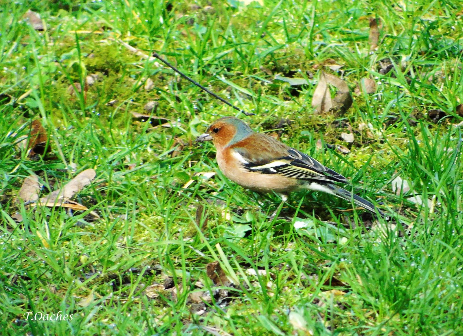 PASARI DIN ROMANIA: CINTEZA, Fringilla coelebs