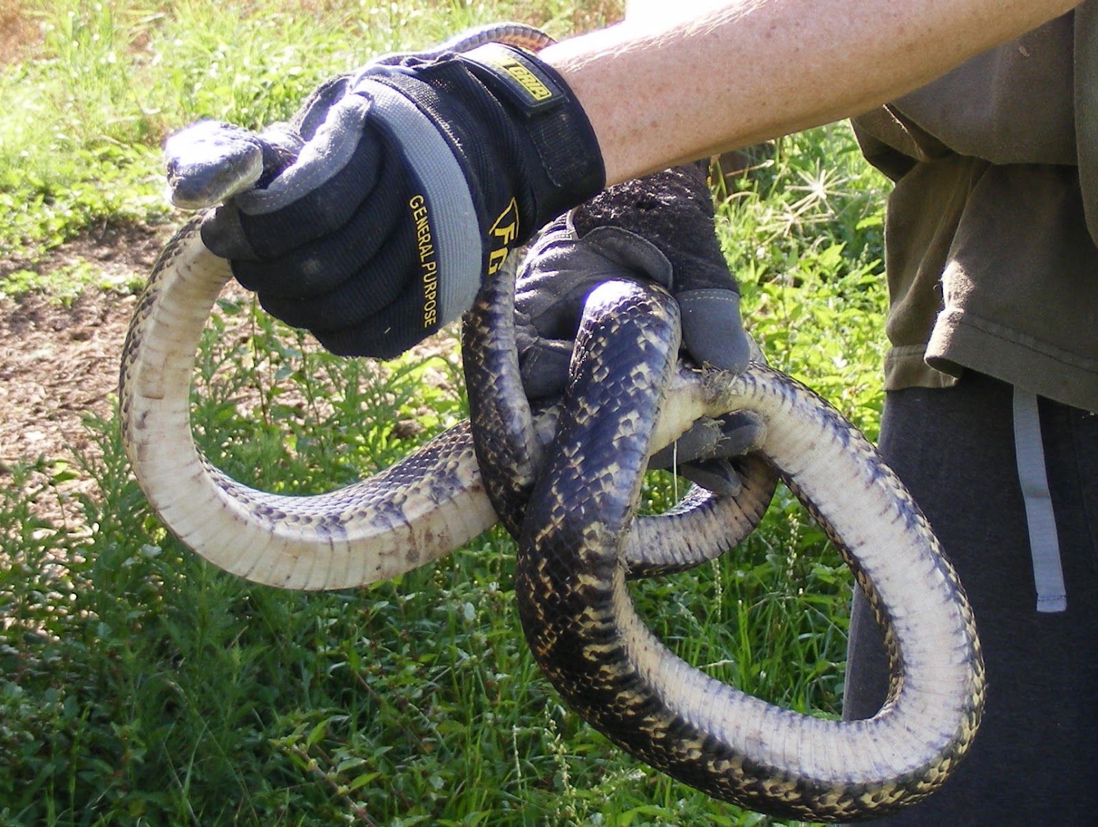 Wyvern Oaks: Part-time weekend job: Snake Wrangler