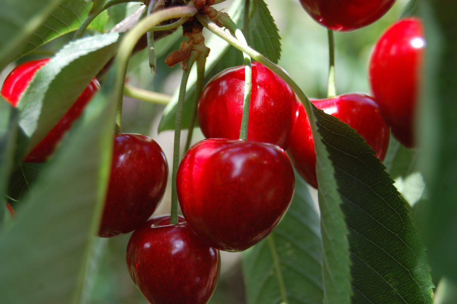 Cereja Doce - Cerejeira - Cherry Prunus Avium
