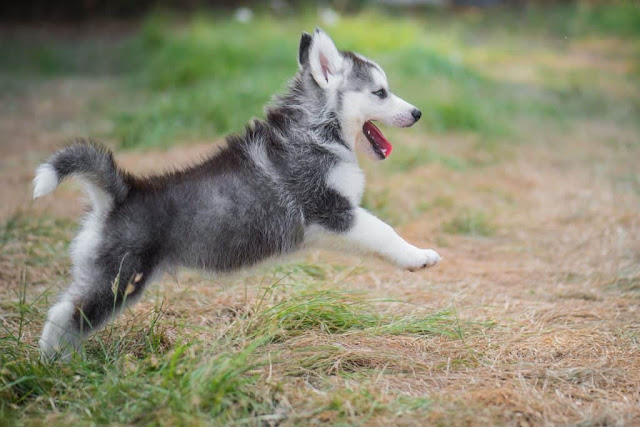 ANIMALS TIME : Siberian Husky Dog (Gallery 6)