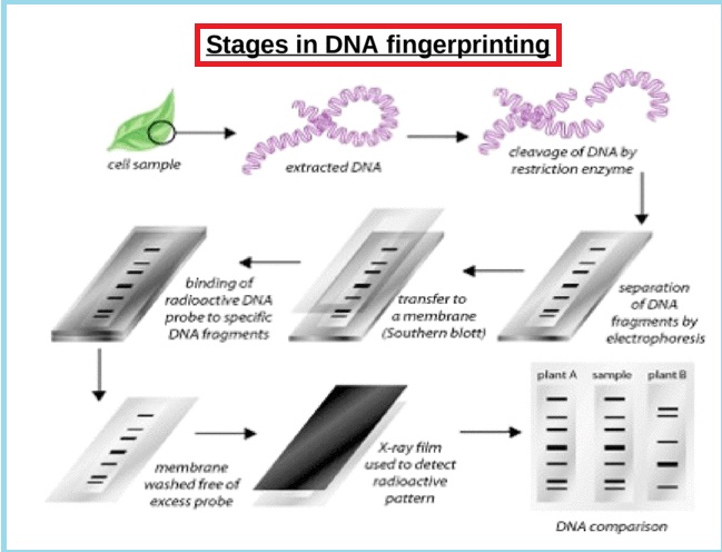 Rusty's Bio-zone: MOLECULAR BASIS OF INHERITANCE