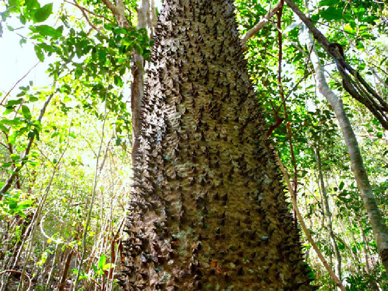 Monster Bego: 7 Jenis Pohon Yang Tidak Bisa Dipanjat