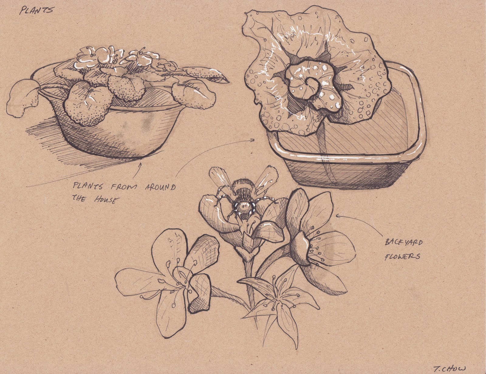 Tyler Chow: Dynamic Sketching Week 2 - Form and Texture