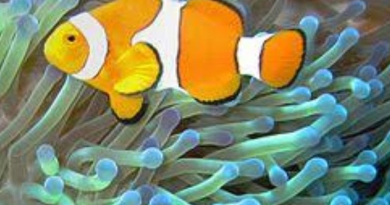 Symbiosis | What Is Symbiosis | All information of symbiosis