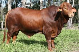 TIRAKAT MANDIRI: Mengenal Jenis dan Macam Sapi