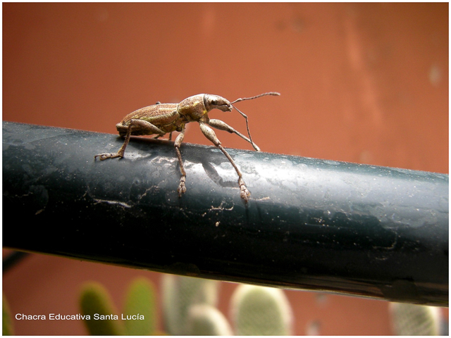 Chacra Educativa Santa Lucía: febrero 2016