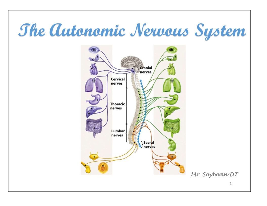 The Autonomic Nervous System