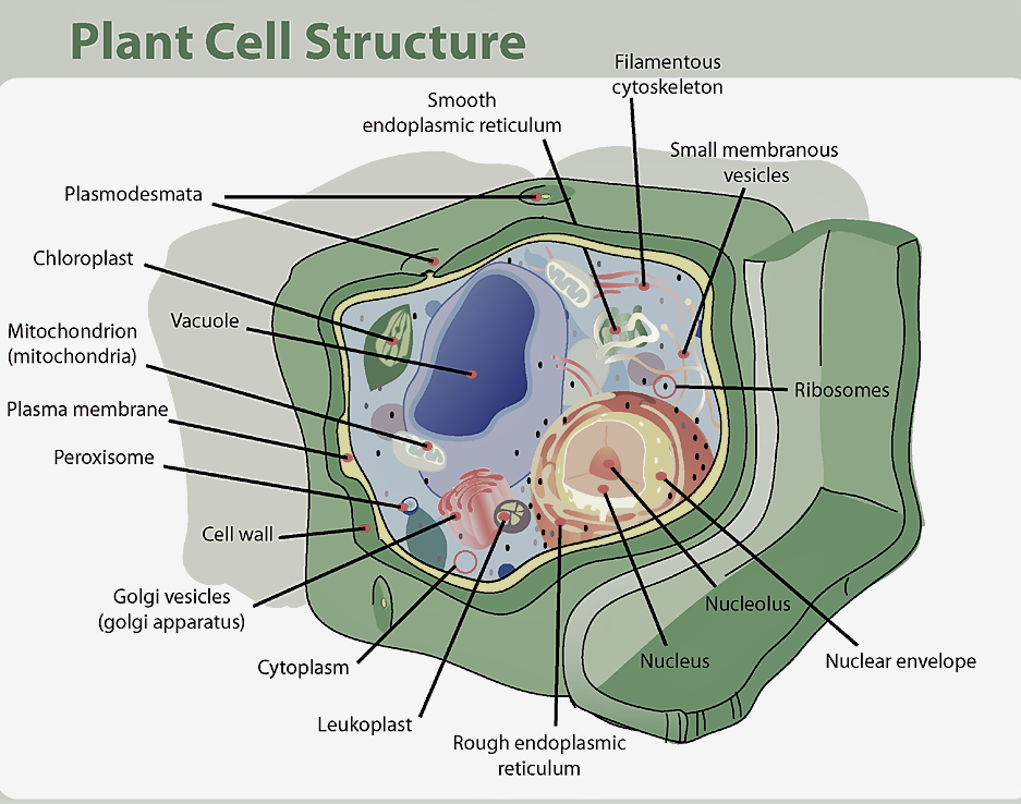 Introduction to Cell and General Characteristics of a Living Cell with ...