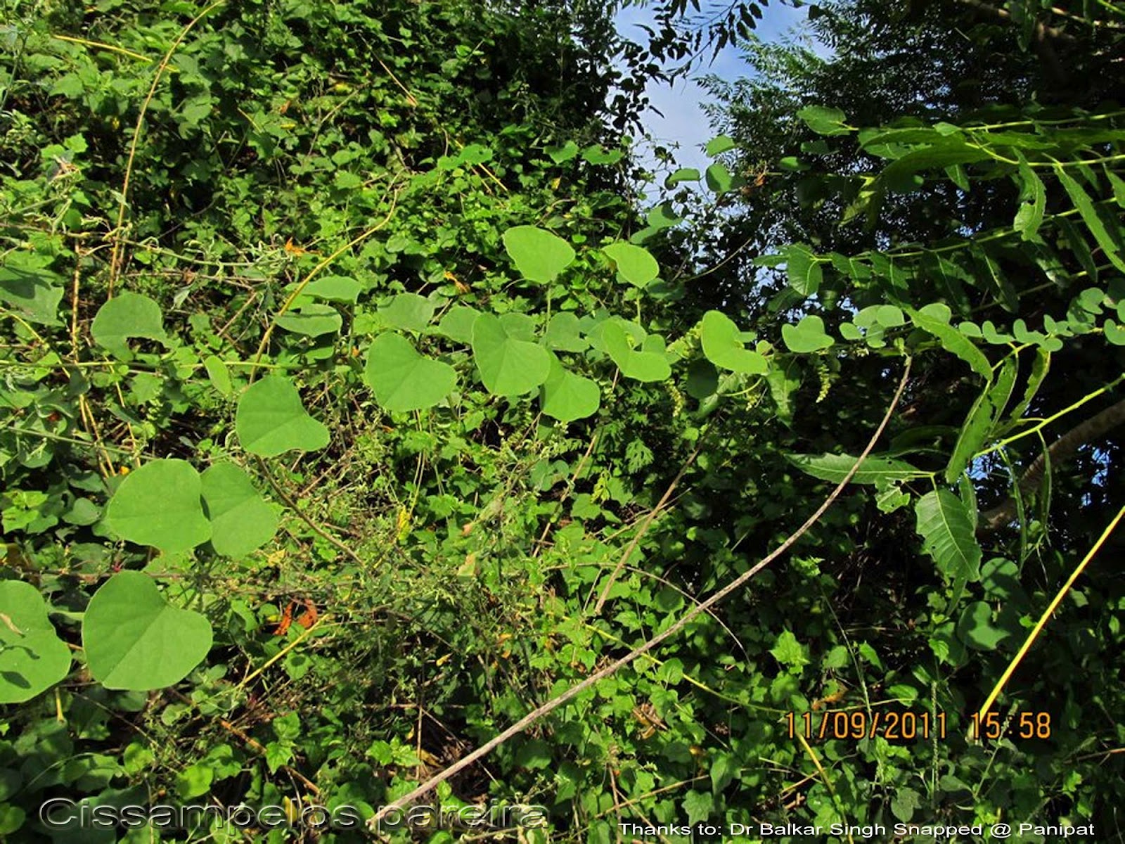 Medicinal Plants: Cissampelos pareira