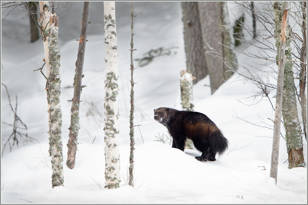 TOM DYRING WILDPHOTO / NN: WINTER WOLVERINE....AT 84,1 METERS RANGE