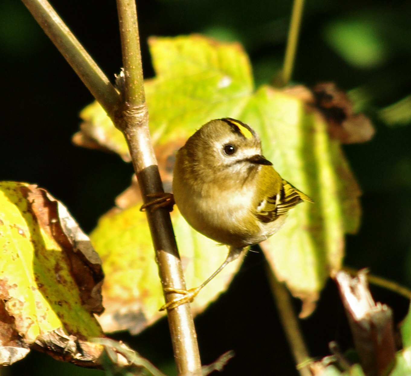 sasastro's phlog : Britain's Smallest Bird