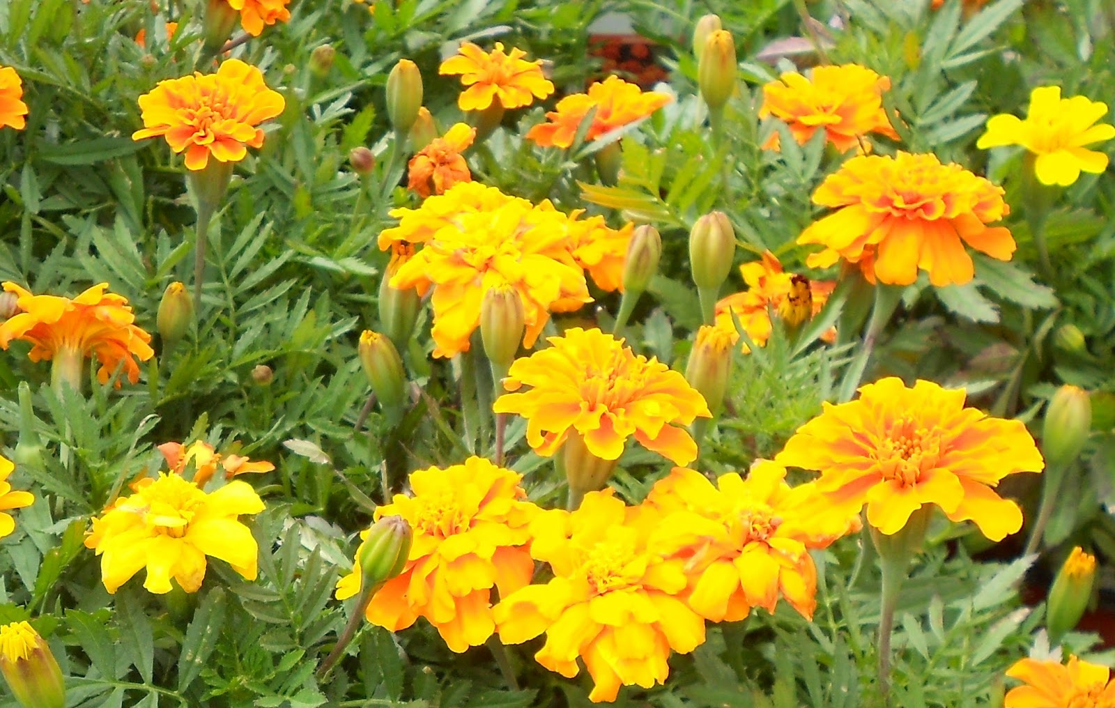 Still Waters Notes From A Virginia Shire A Culture For Marigolds still-waters-notes-from-a-virginia-shire-a-culture-for-marigolds