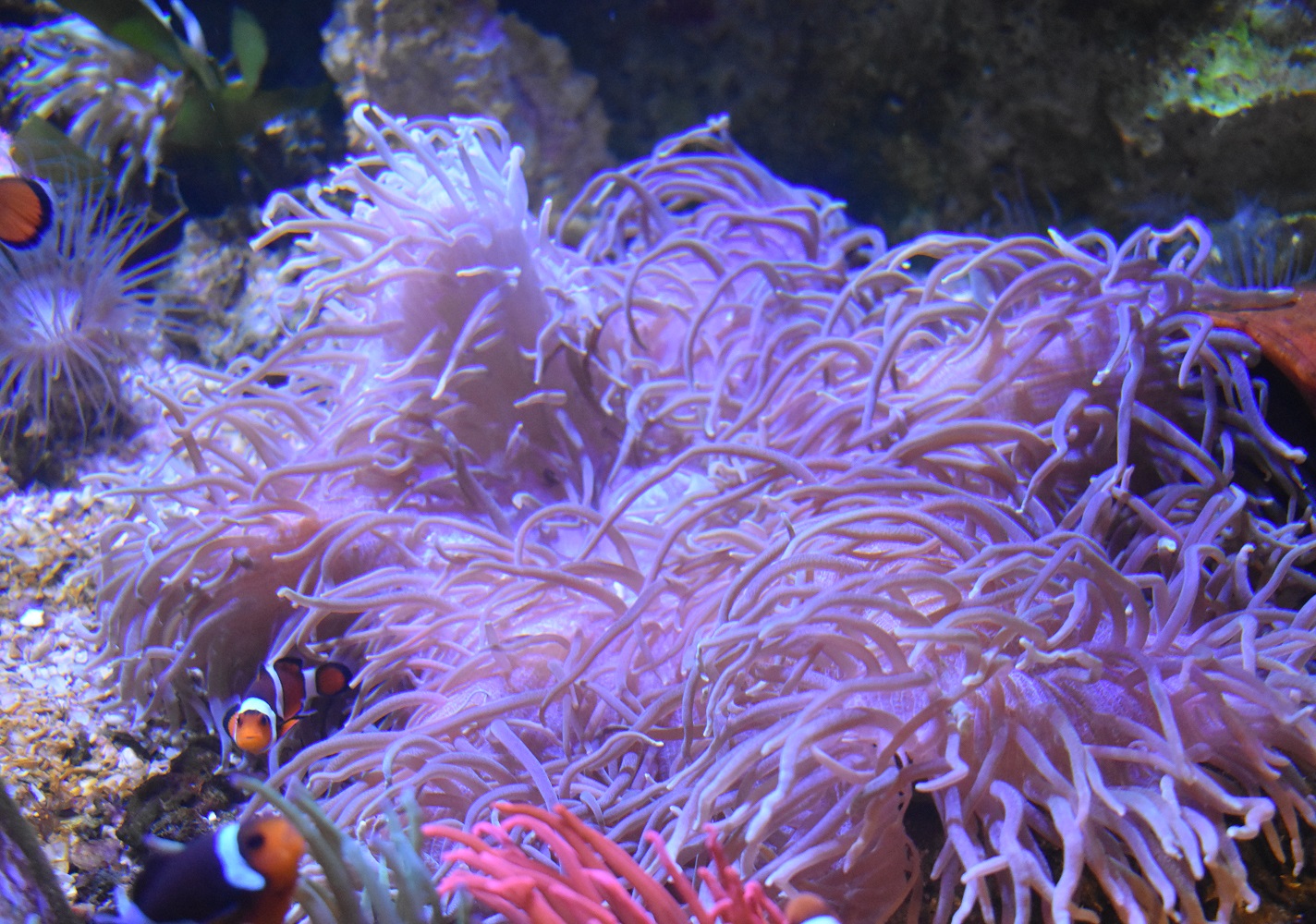 ZOOTOGRAFIANDO (6.100 ANIMALS): ANÉMONA CUERO / SEBAE ANEMONE ...