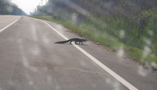 Fidgety Fingers: ROAD GATORS... WHAT ARE THOSE THINGS?