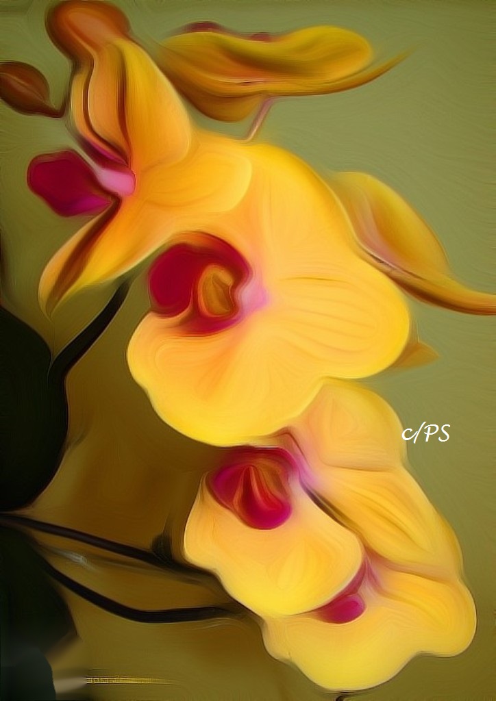 ps-pictureshop: Orchideen, orgideë, orchids, Orhideje, Орхидеи, orkideer