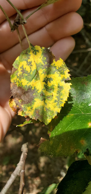 First Symptoms of Sooty Blotch & Flyspeck and Apple Blotch Disease ...