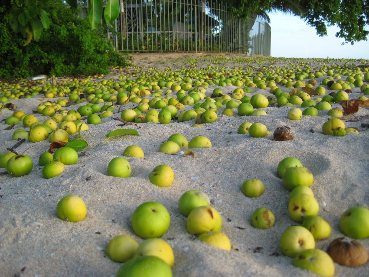 Manchineel tree (Hippomane mancinella) - A árvore mais perigosa do ...