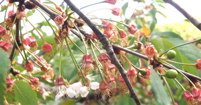 El maravilloso proceso de la fructificación