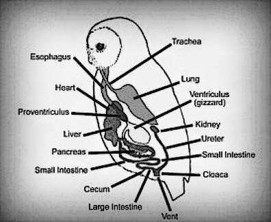 Owls ~ Salt and Pepper: Still Waiting