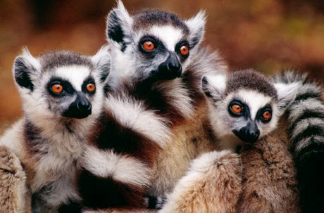 Il mio Madagascar : Madagascar, lemuri estinti entro 20 anni