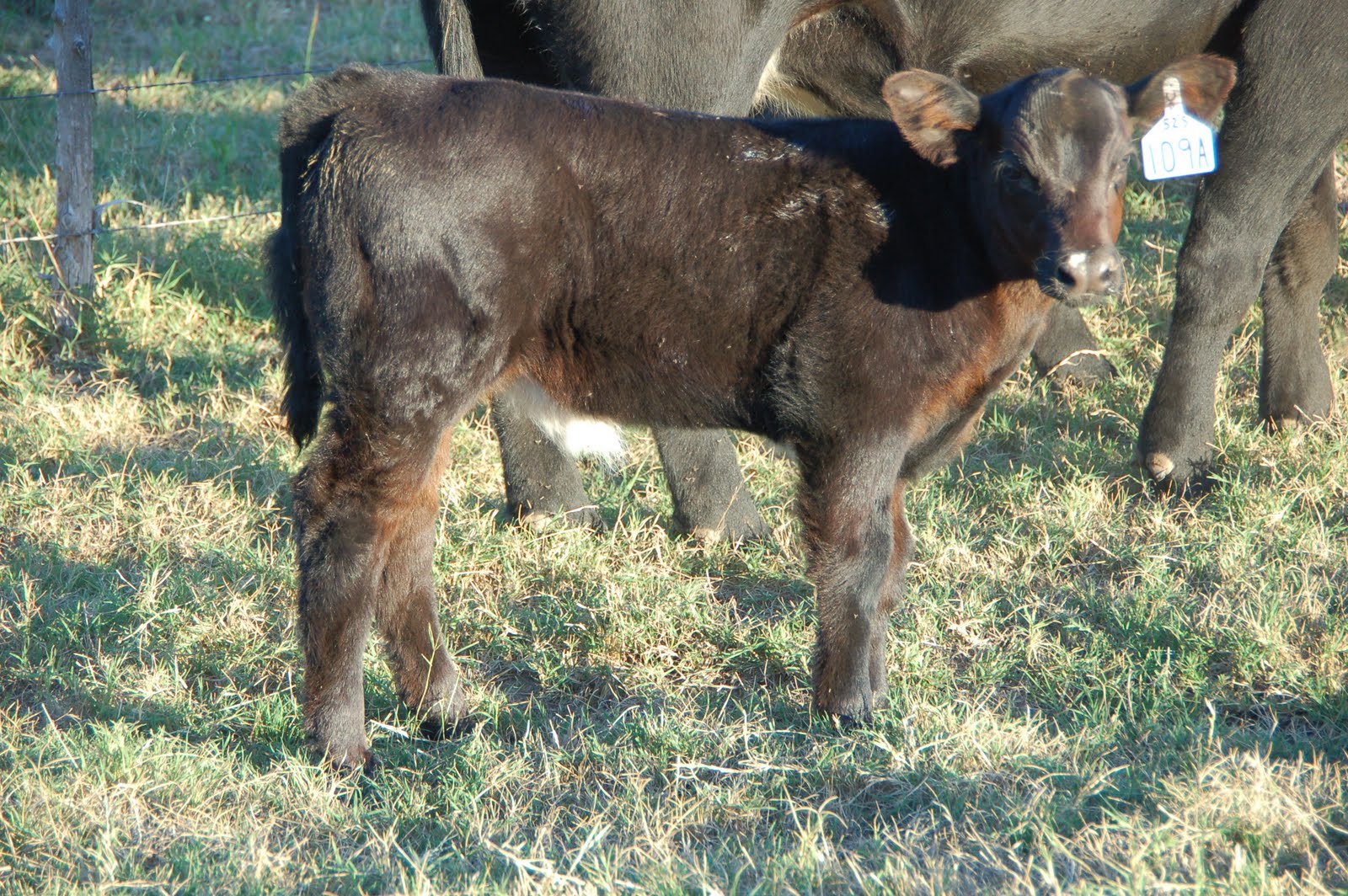 Buck Cattle Co. Blog: September 2011