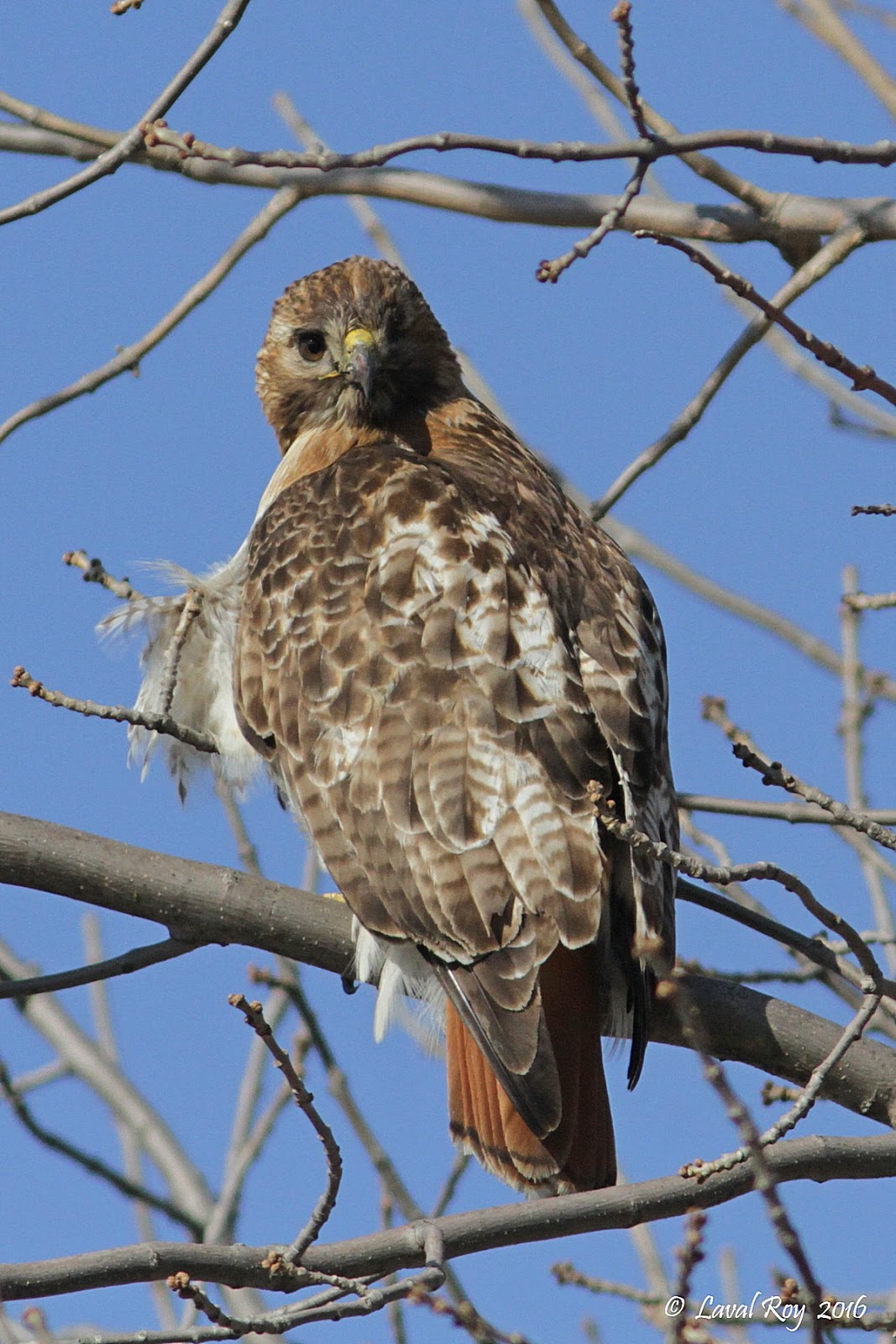 Des oiseaux sur ma route: Des oiseaux en avril 2016