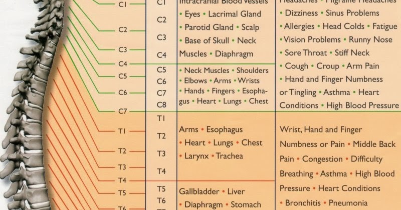 Spinal Nerve Function Chart | Useful Information