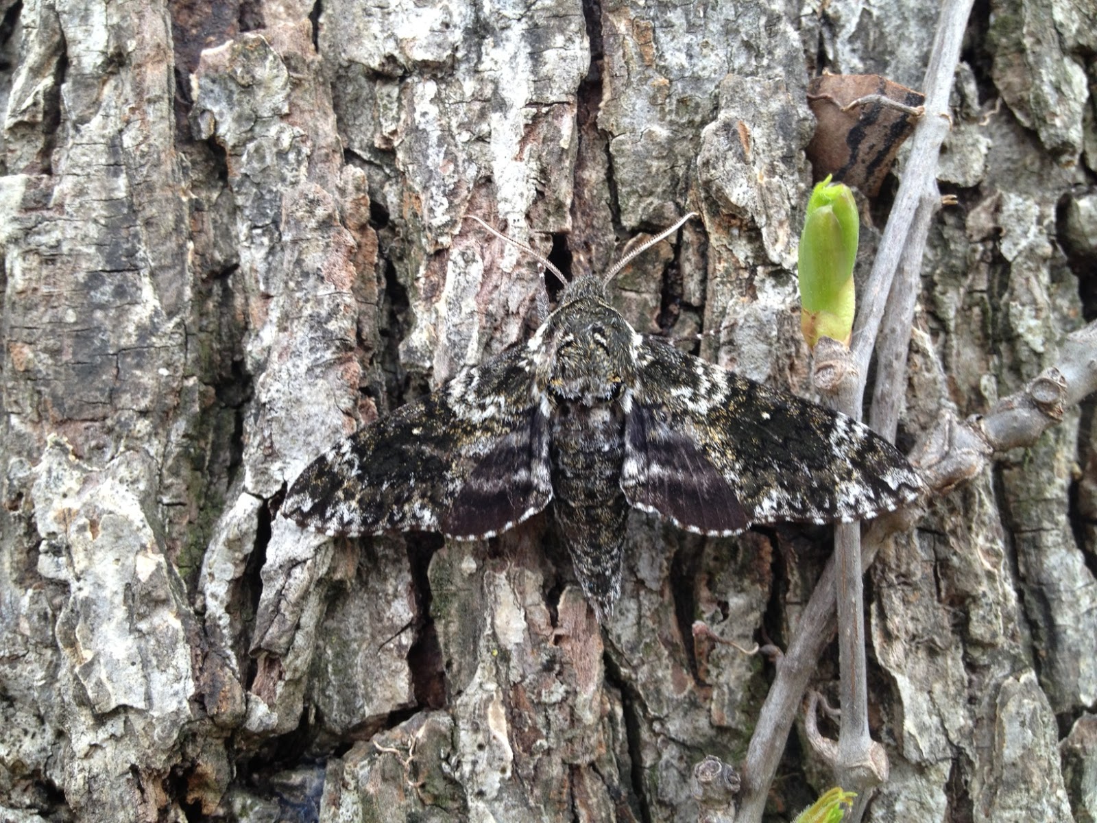 The Grackle: Pawpaw Sphinx Moth