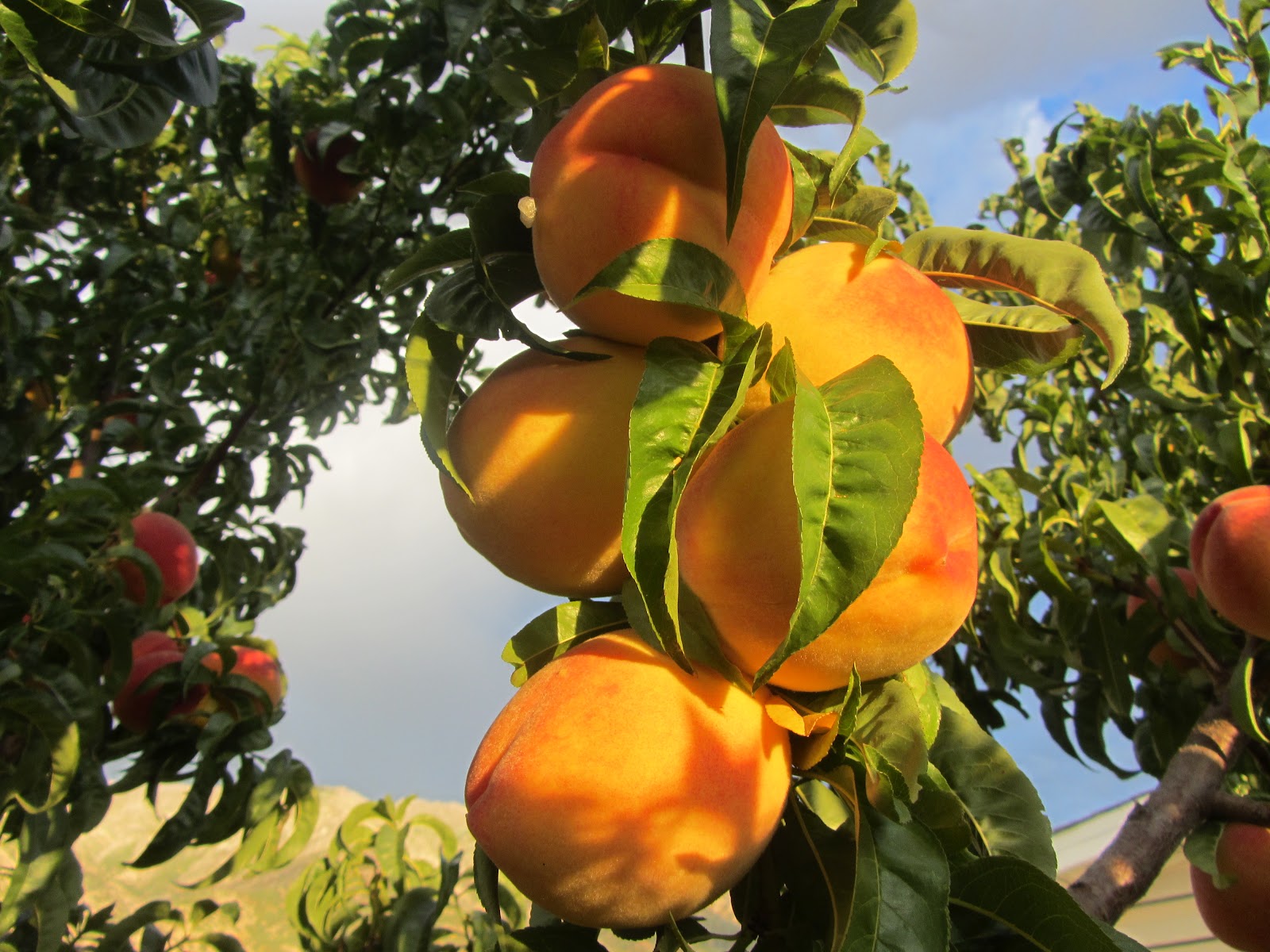 Mashed Potatoes and Crafts: Reparing Broken Fruit Tree or Peach Tree ...