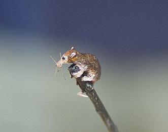 Synapsida: The Smallest Mammal Ever?