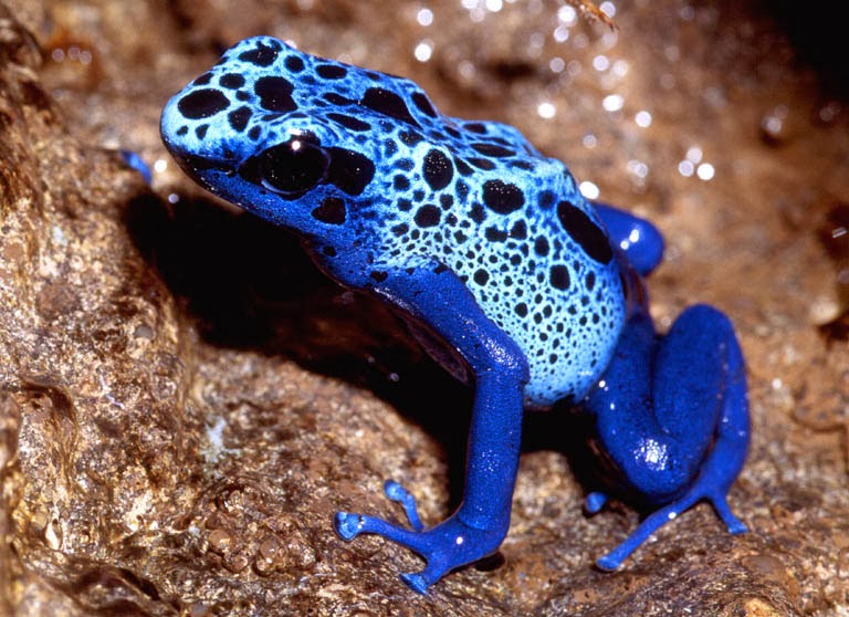 Dendrobates azureus ~ Amphibians World