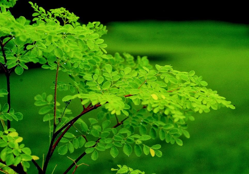 Moringa : une ressource naturelle aux multiples vertus ...