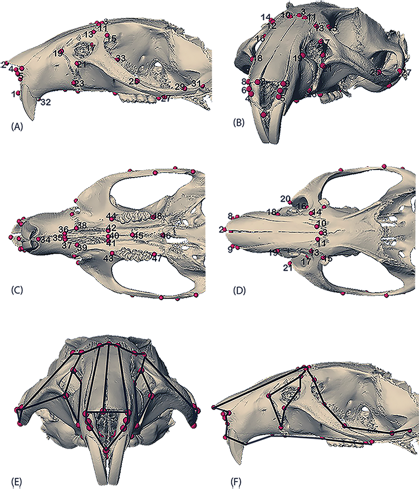 How domestication can change animals' facial features ~ History Archaeology