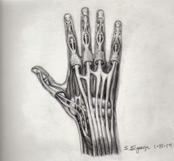 Hand Anatomy Drawing