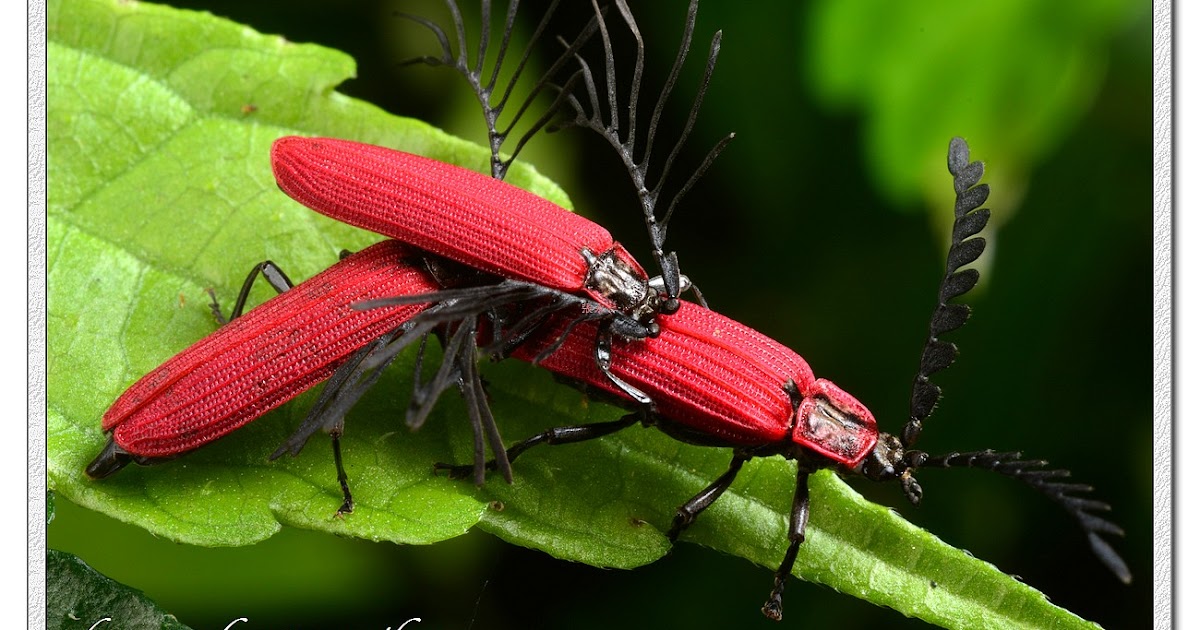 Variety of Life: Lycidae