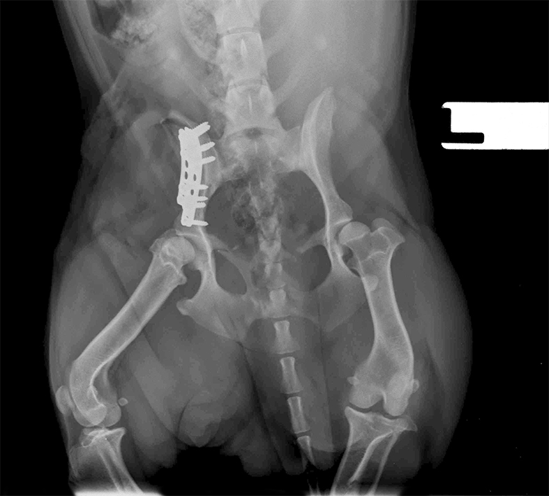 ARTROVET: Fractura de cadera