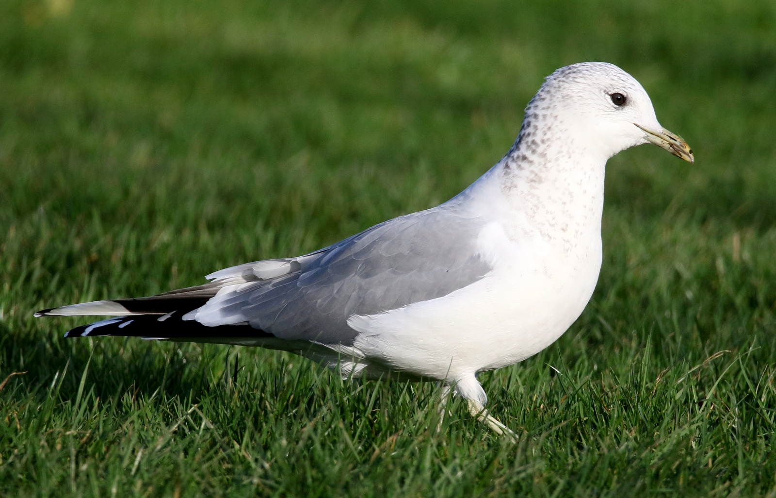 WEST YORKSHIRE BIRDING: Bring on the gulls.