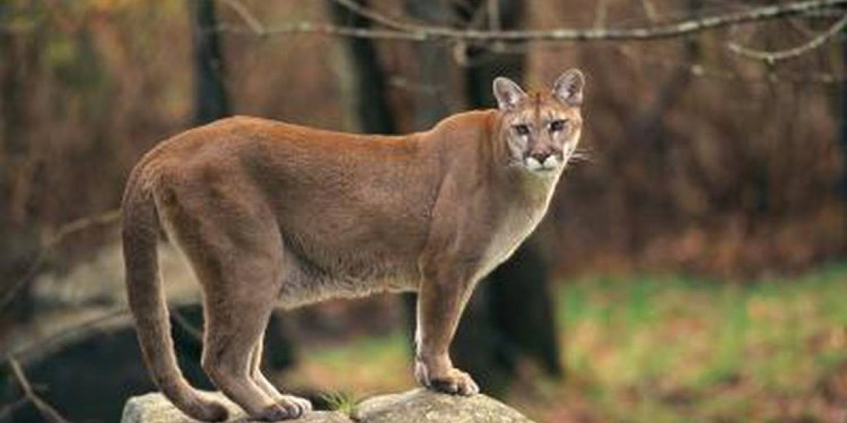 Bestiario de lo cotidiano y extraordinario: UN NUEVO ANIMAL DESAPARECE