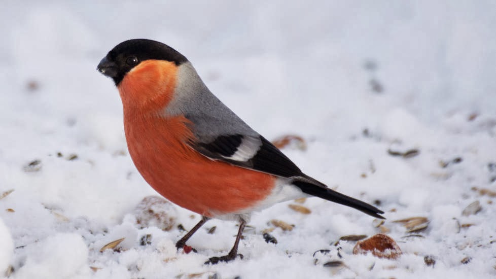Foringsstasjoner og observere fugler på vinterstid