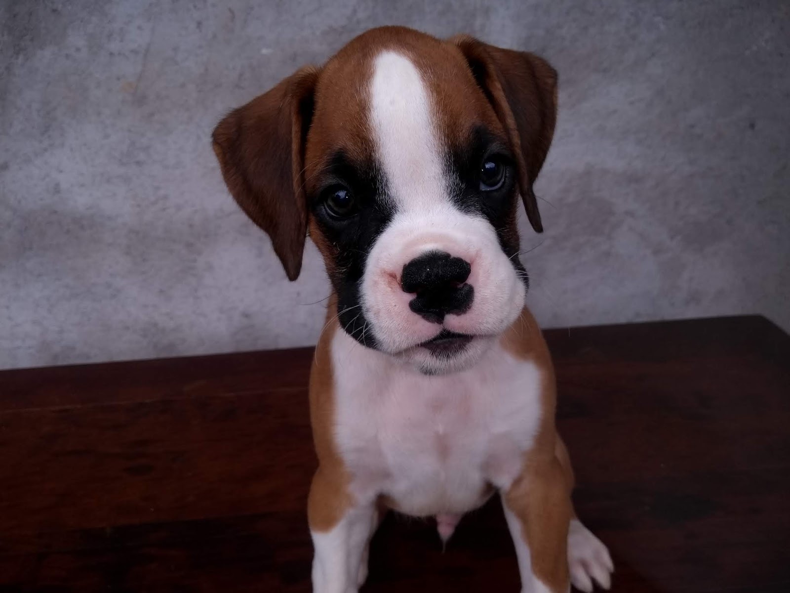 Canil Coisa Bella: BOXER´S DISPONÍVEIS