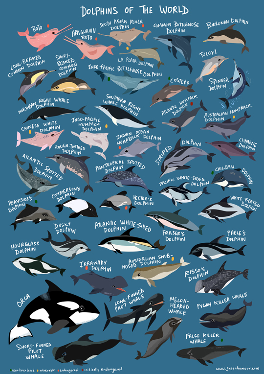 Chart Of Endangered Dolphins