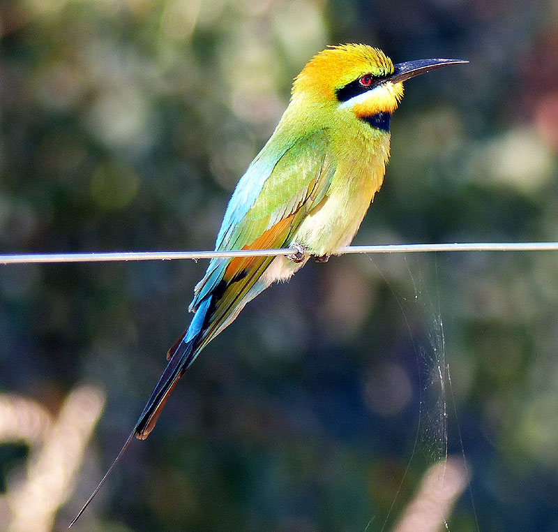 A Perth Bird Diary: Rainbow Bee-eaters at Lake Gwelup