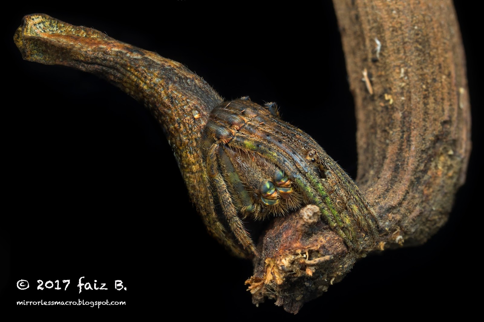 Mirrorless Macro Photography: Selection of Spiders from 2017!